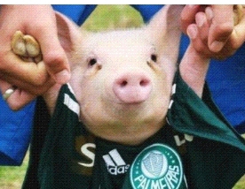 Piadas e Videos - "Piadas e Vídeos em memes"#porcos palmerenses