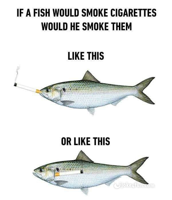Joke4Fun Memes Smoked Salmon joke4fun-memes-smoked-salmon