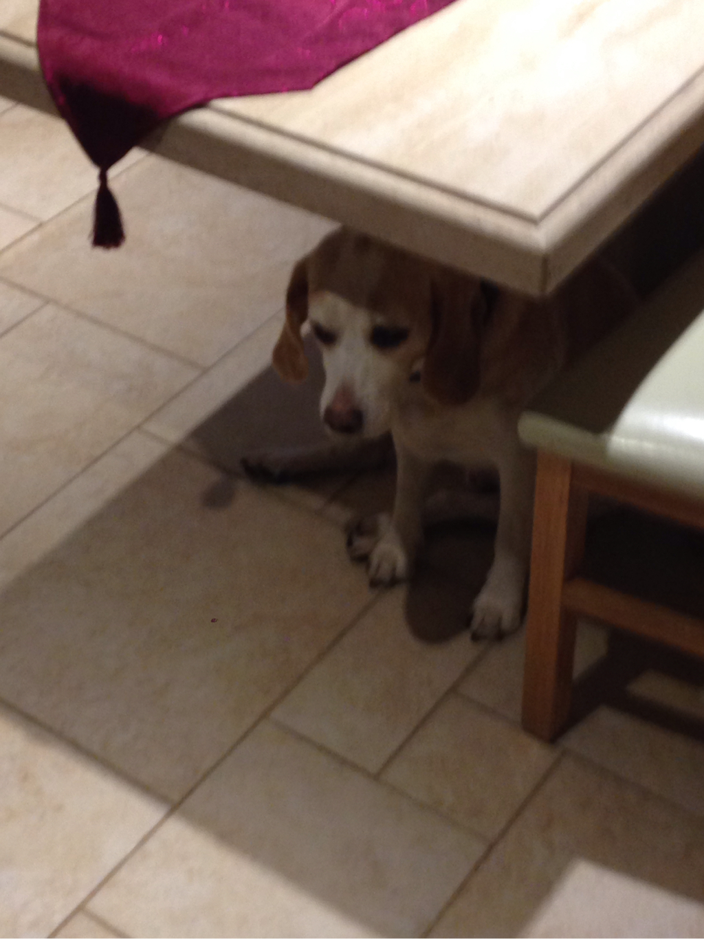 Joke4Fun Memes: meh dog