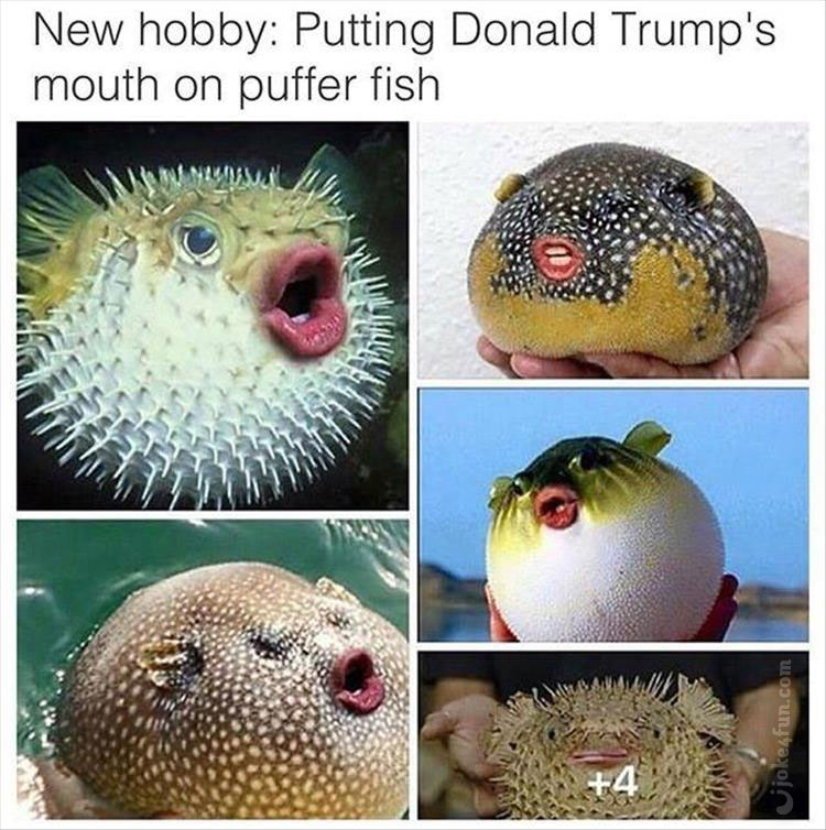 Joke4Fun Memes: Donald Puffer