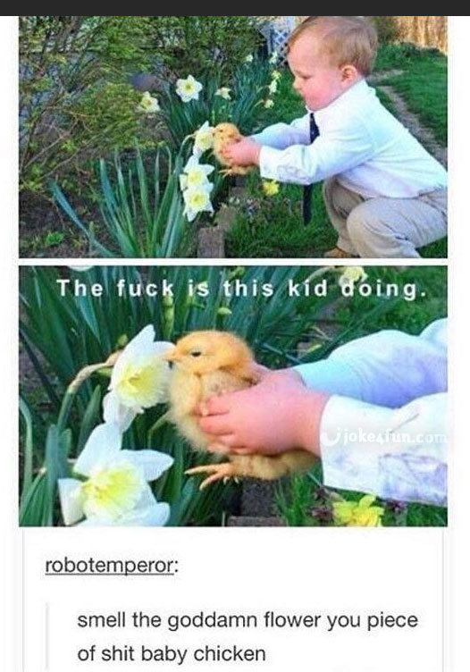 Joke4Fun Memes: Wtf?!