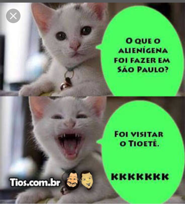 Piadas e Videos - "Piadas e Vídeos em memes"Mais uma do gatinho