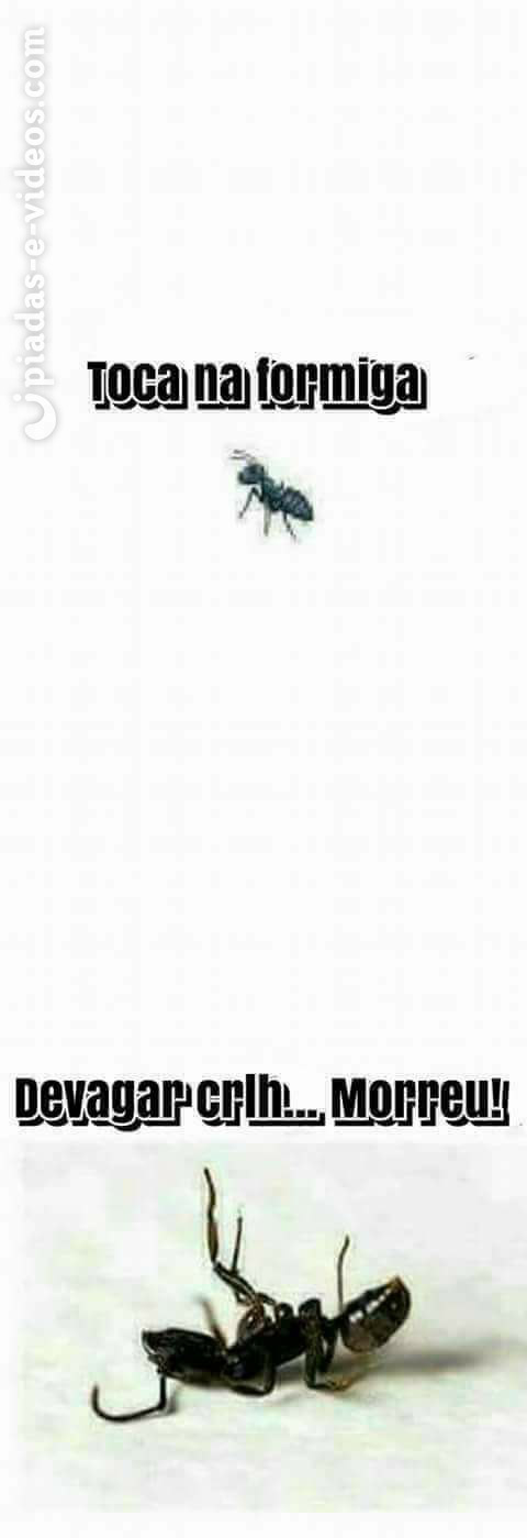 Piadas e Videos - "Piadas e Vídeos em memes"Toca na formiga!