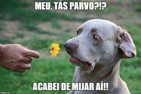 Piadas e Videos - "Piadas e Vídeos em memes"Tás parvo!!!