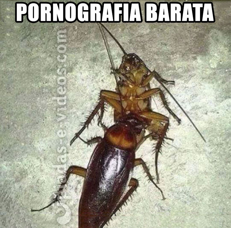 Piadas e Videos - "Piadas e Vídeos em memes"O flagra das baratas!